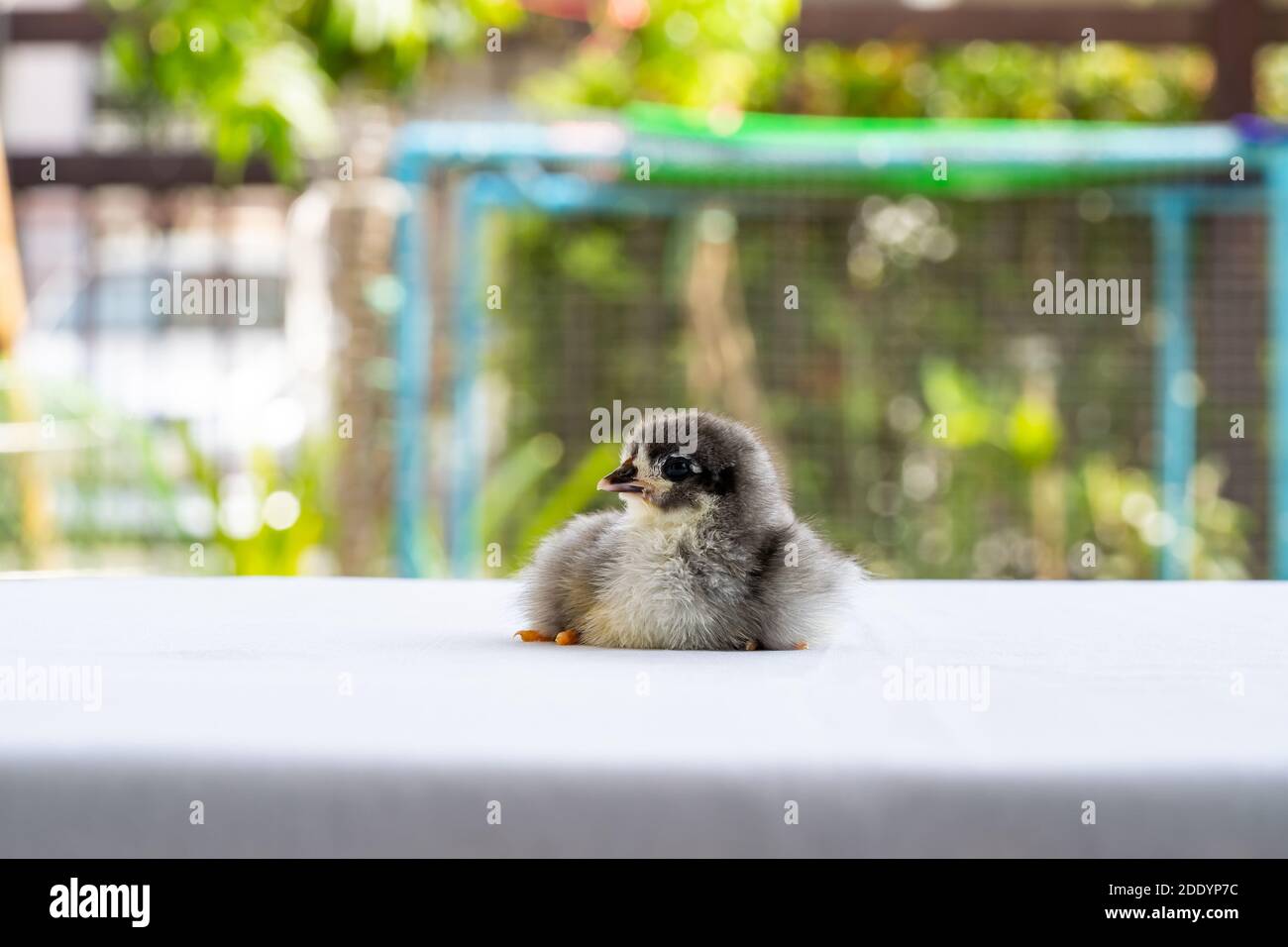 Black Baby Australorp Chick sit on white cloth cover the table with ...