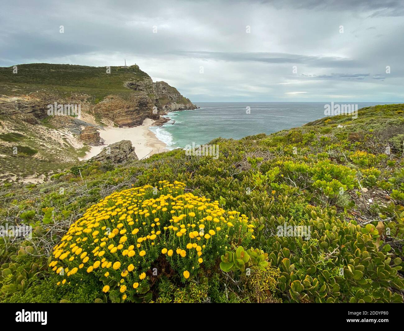 Scenic view of Dias beach (Diaz beach) with yellow Fynbos flower in the ...