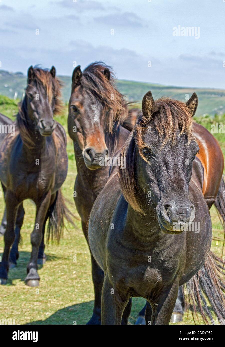 Ponies at Rame Head in south east Cornwall. Headland at the eastern rnd ...