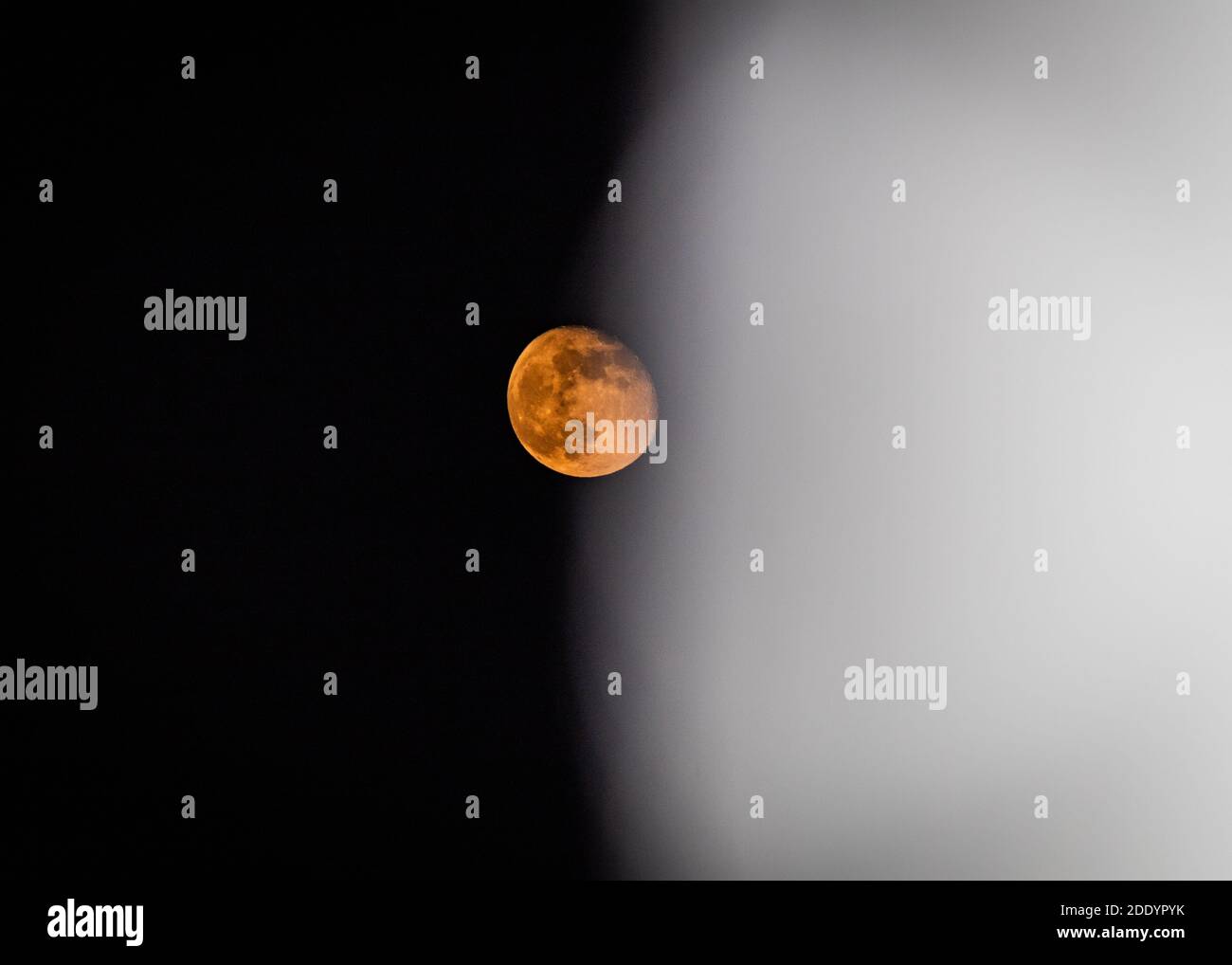 Light moo hi-res stock photography and images - Alamy