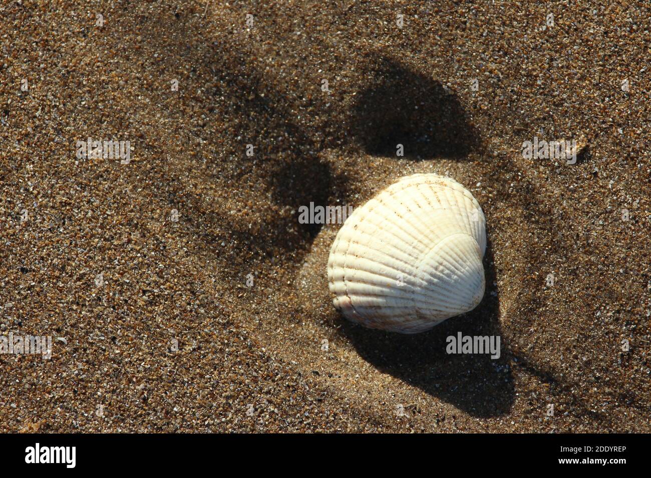 A close up photograph of a shell on a sandy beach Stock Photo - Alamy