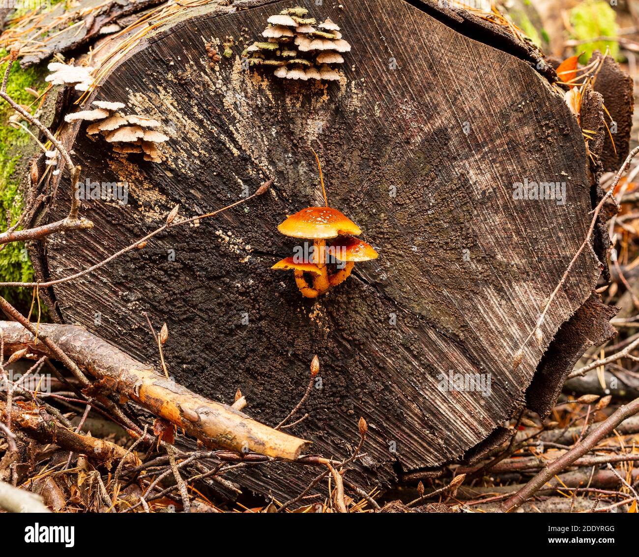 Mushrooms grow on a tree slice Stock Photo - Alamy