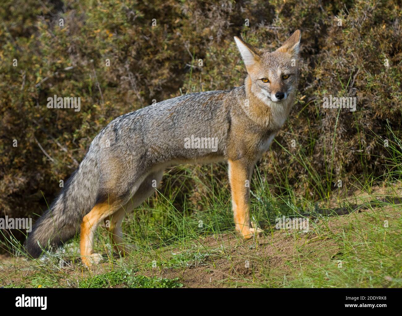 South American Gray Fox, Lycalopex gymnocercus, Peninsula Valdes ...