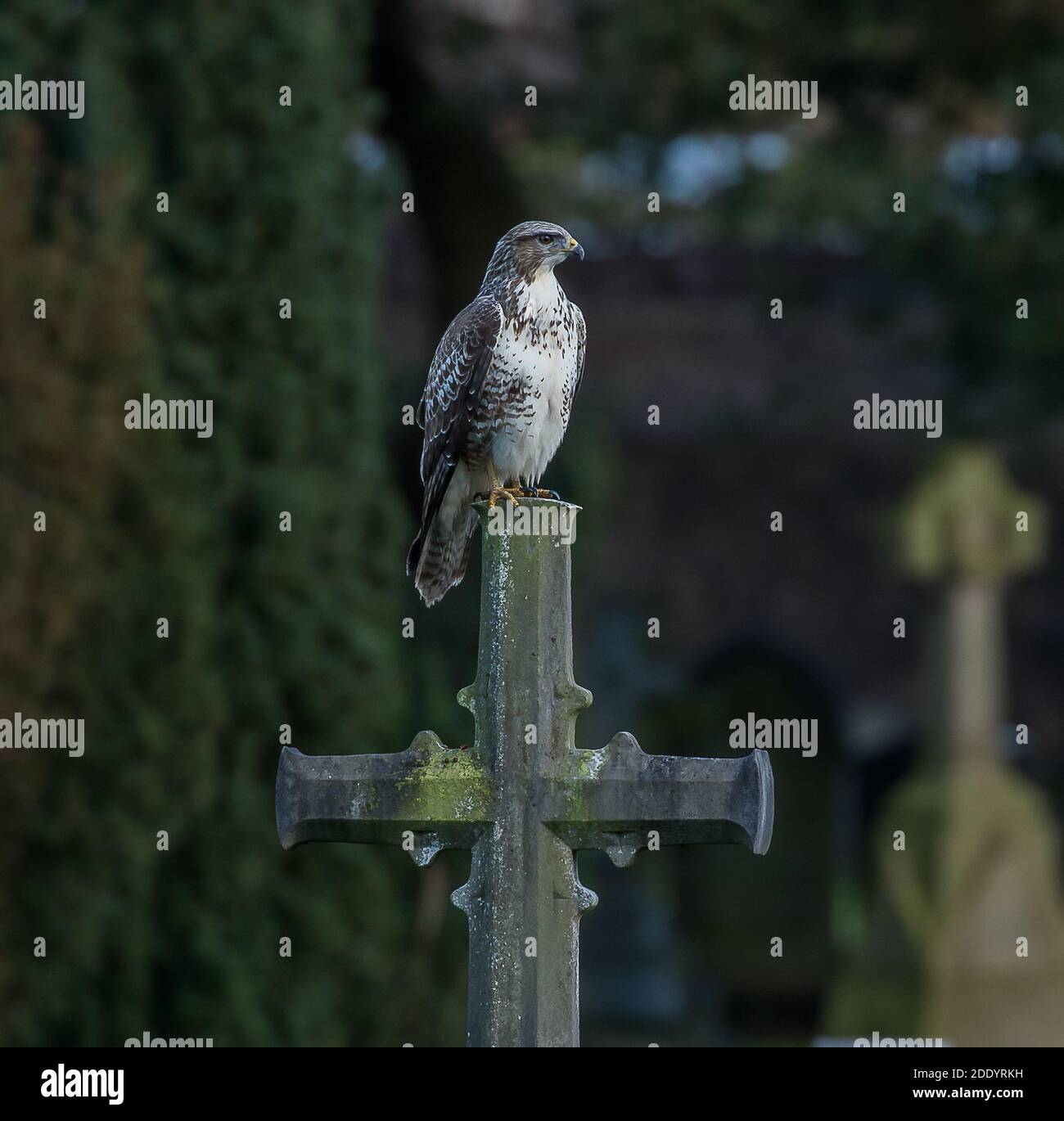 Buzzard perched on a cross hi-res stock photography and images - Alamy