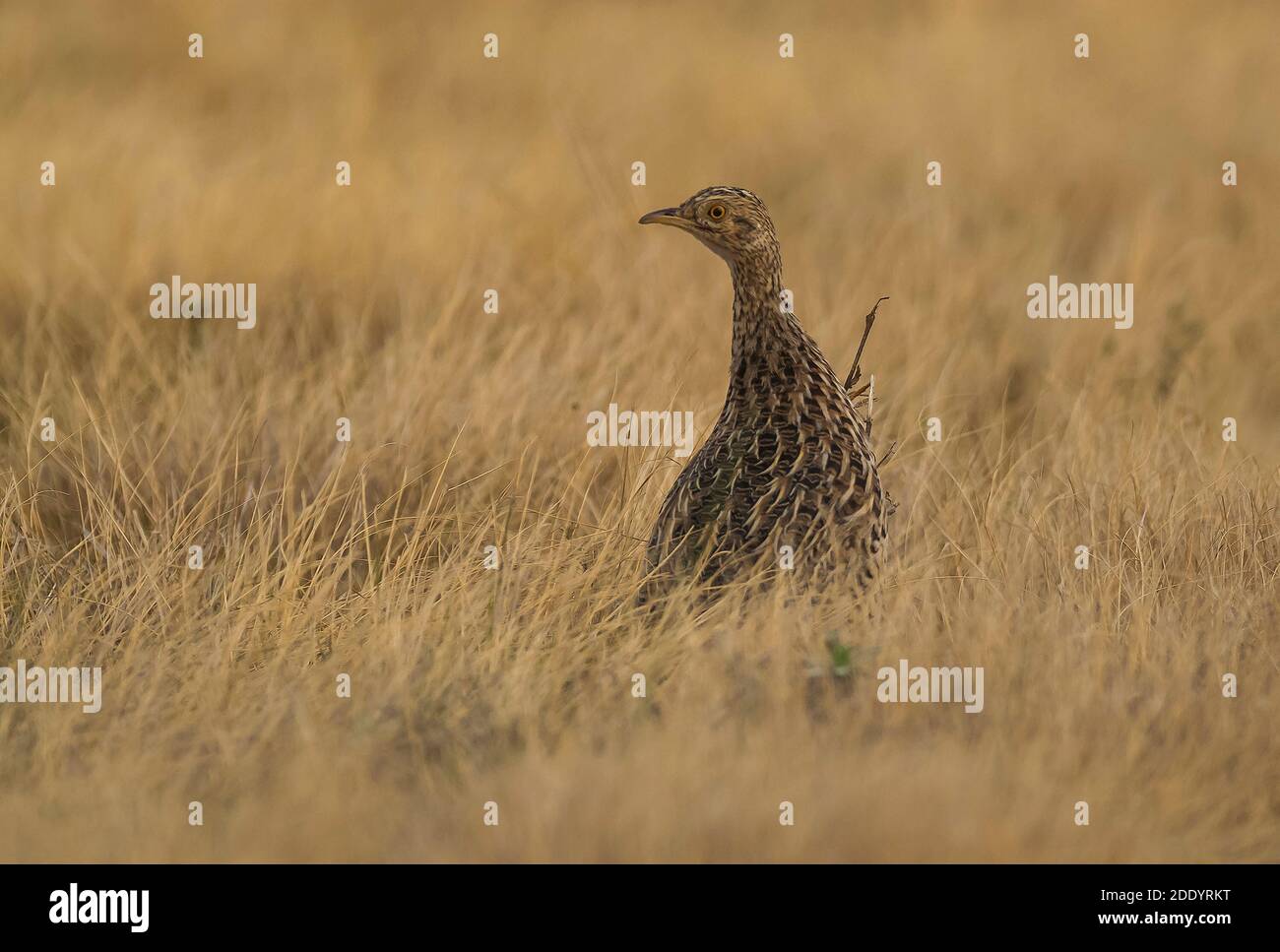 Spotted Nothura, nothura maculosa, in Pampas grass environment, La ...
