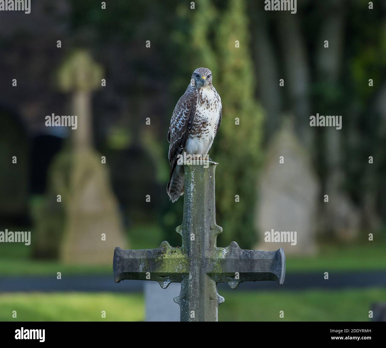 Buzzard in a cemetery hi-res stock photography and images - Alamy