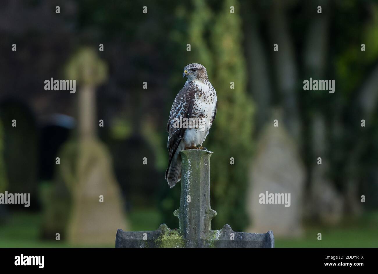 Buzzard perched on a cross hi-res stock photography and images - Alamy