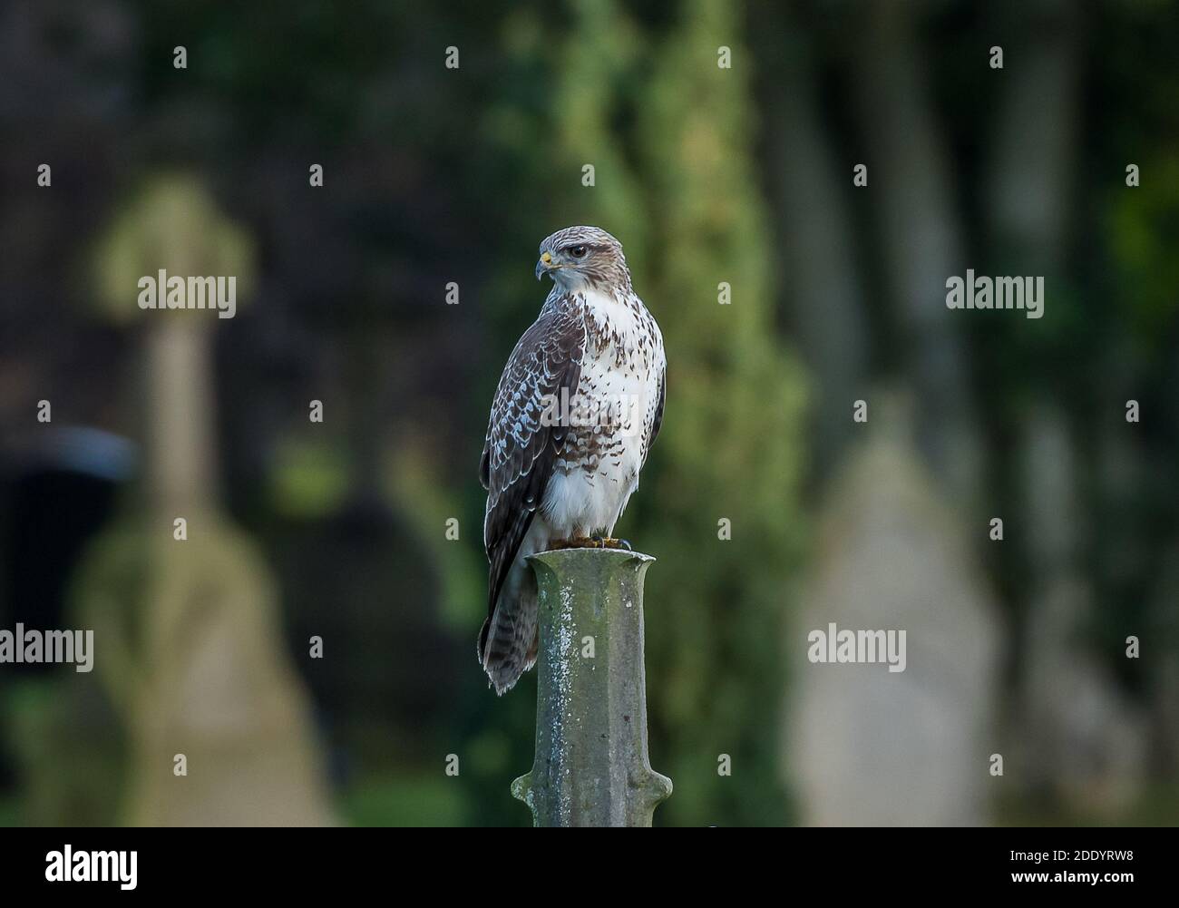 Cemertery wildlife hi-res stock photography and images - Alamy