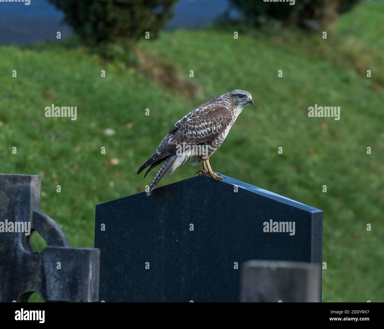 Buzzard perched on angels head hi-res stock photography and images - Alamy