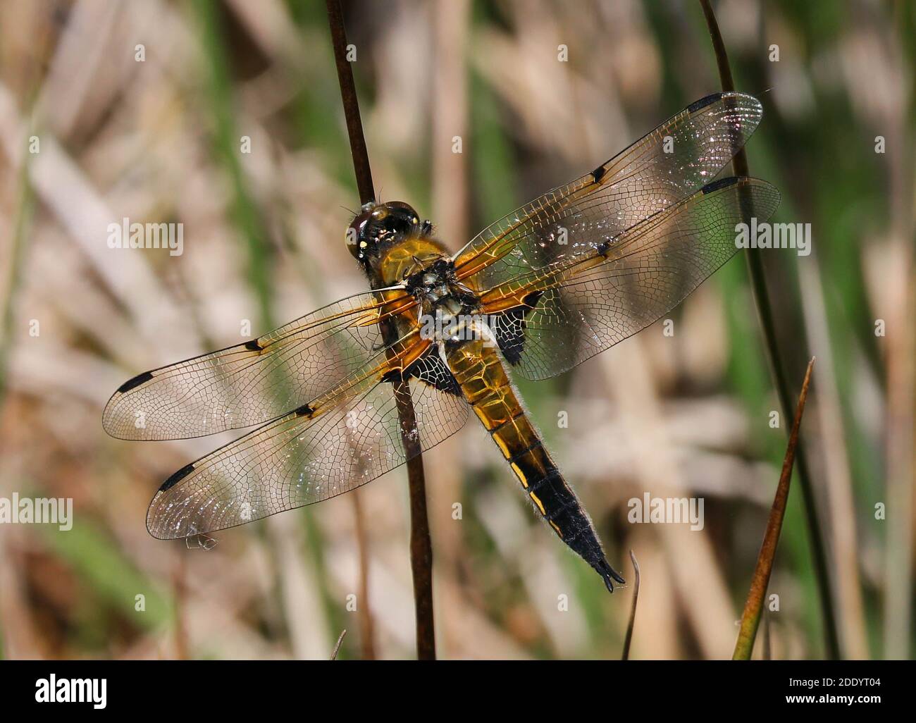 delicate damsel fly Stock Photo - Alamy