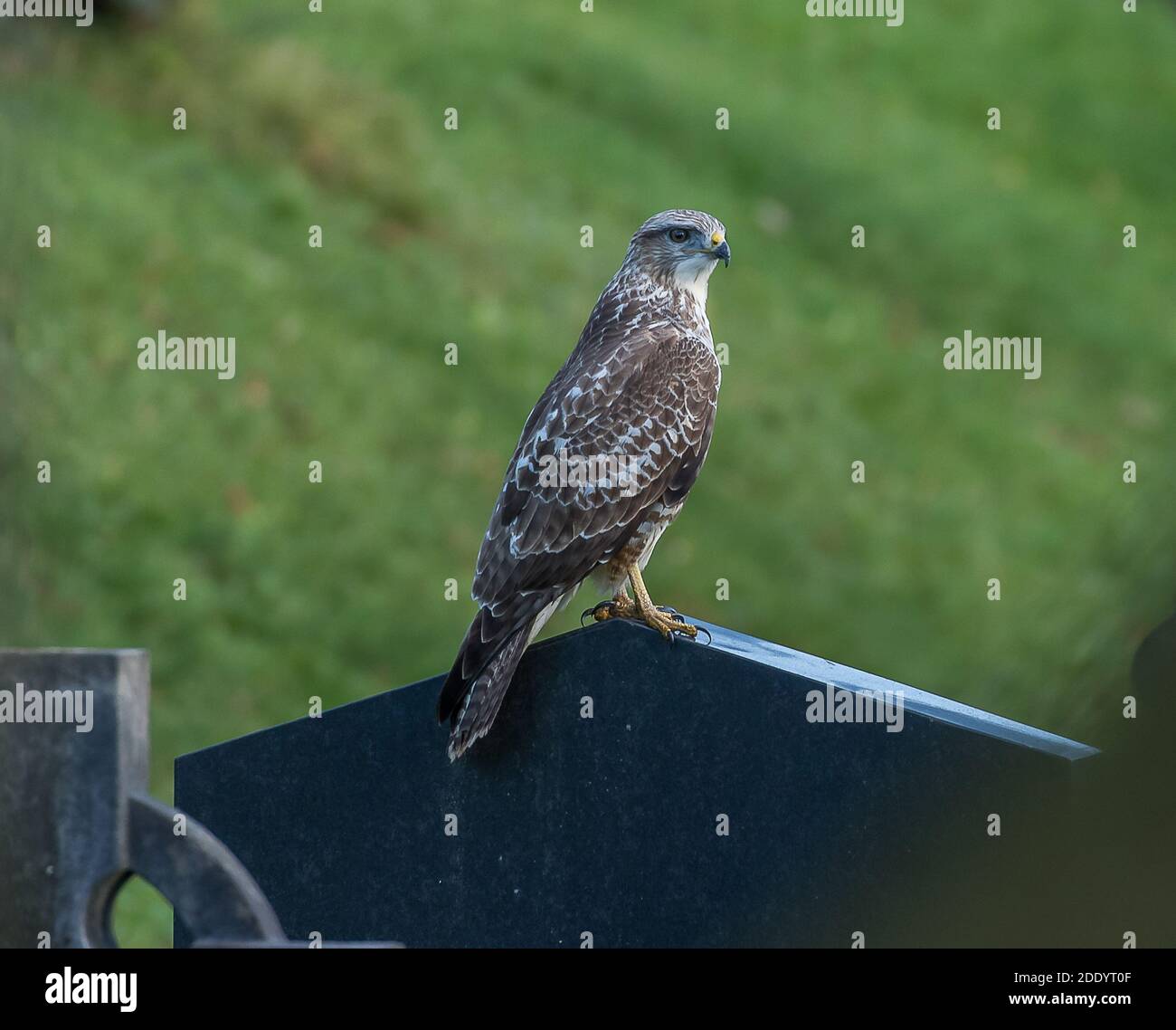 Buzzard perched on a cross hi-res stock photography and images - Alamy