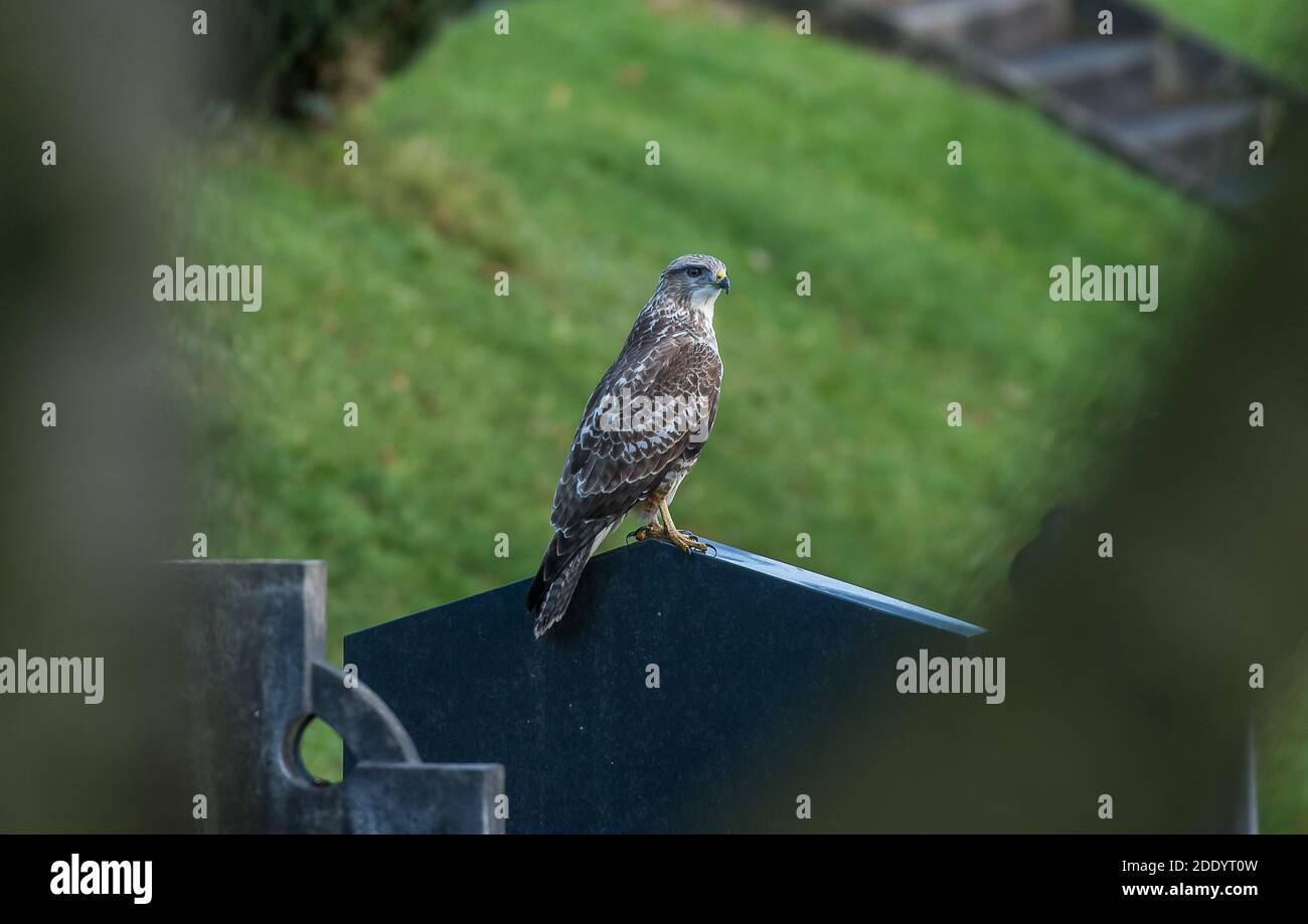 Buzzard perched on angel on a grave stone in a hi-res stock photography ...