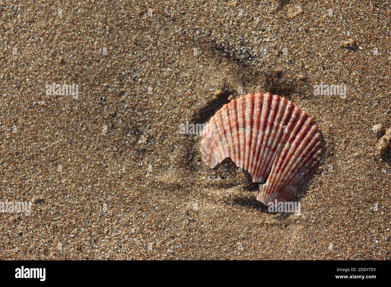 A close up photograph of a shell on a sandy beach Stock Photo - Alamy