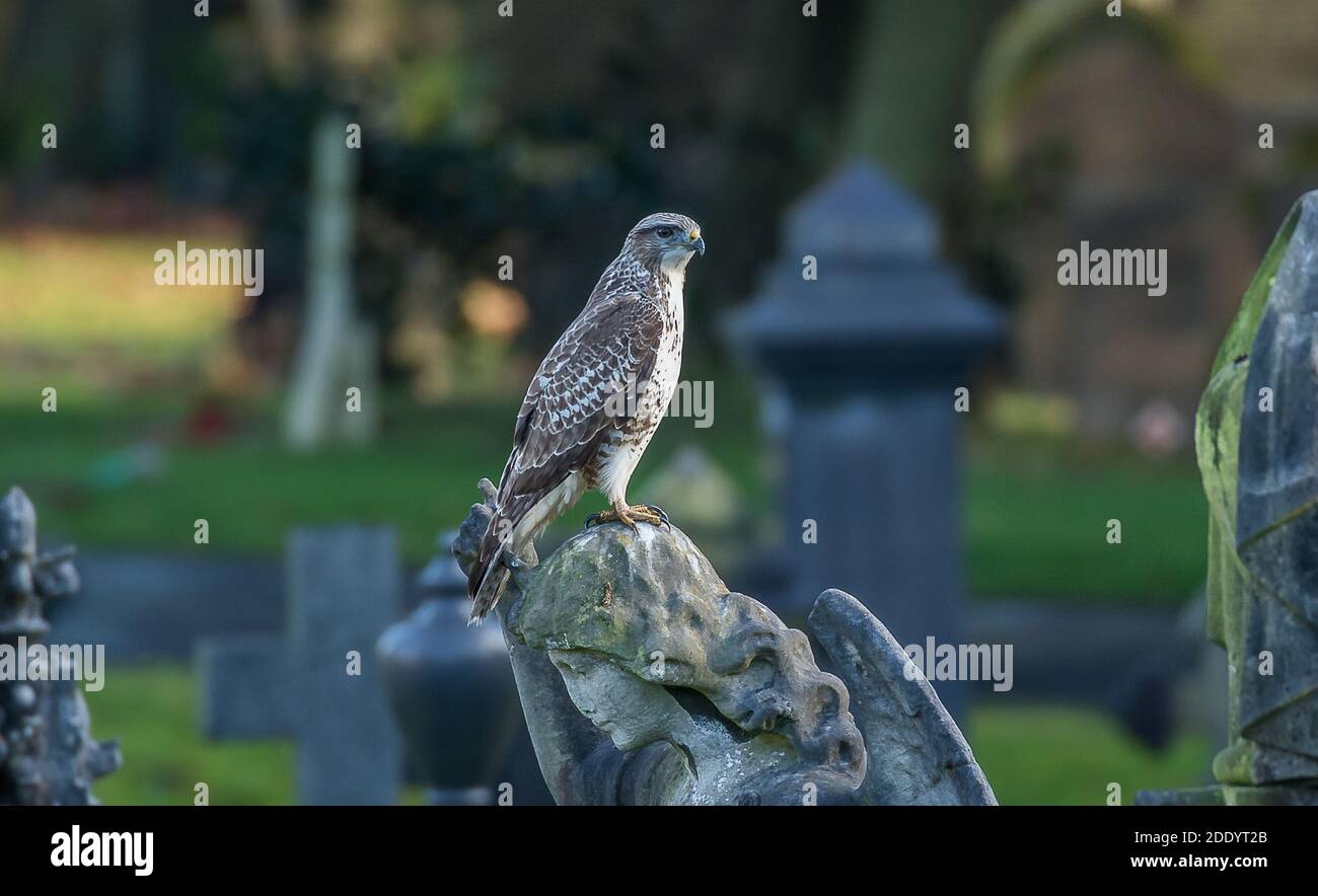 Buzzard in a cemetery hi-res stock photography and images - Alamy