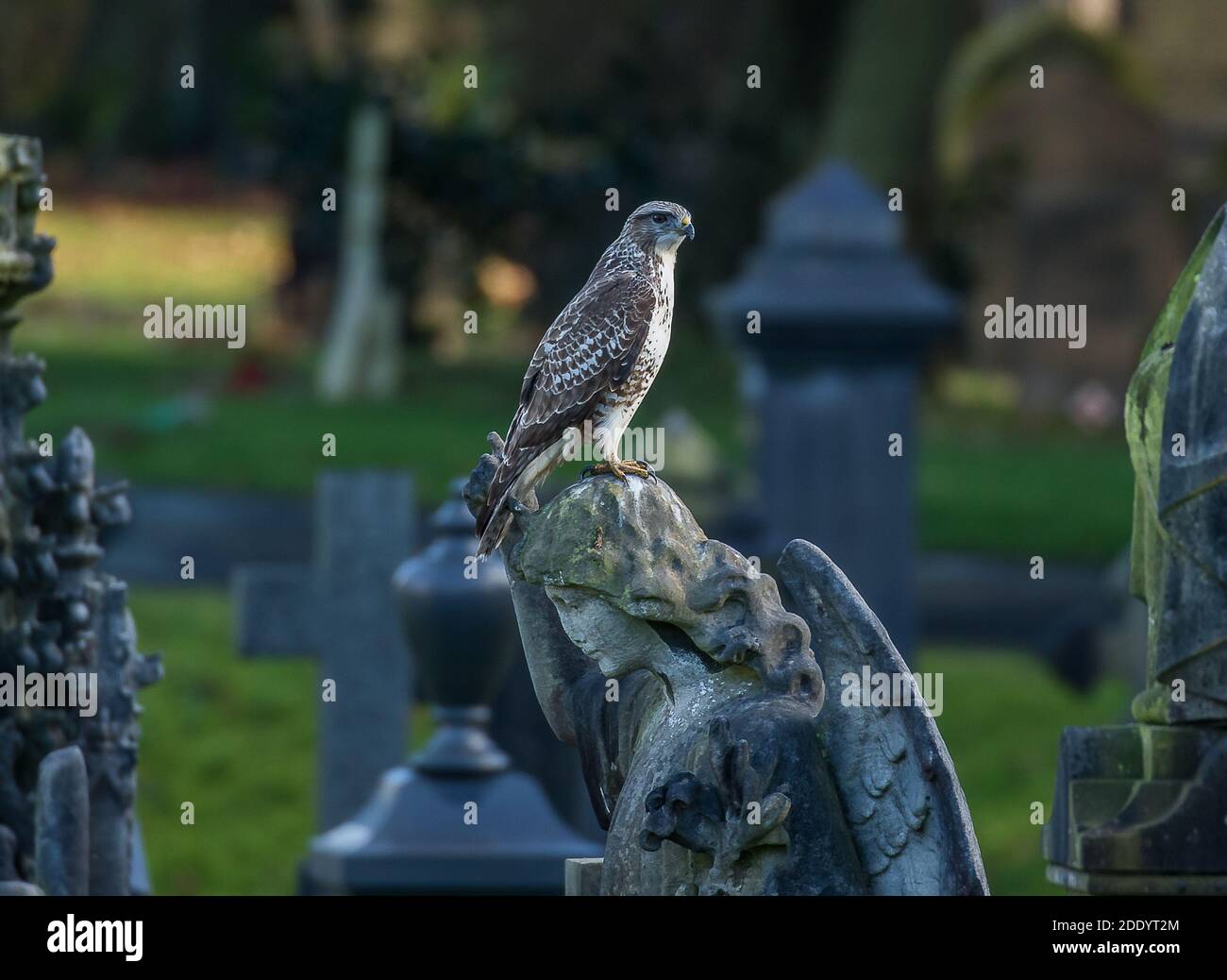 Buzzard in a cemetery hi-res stock photography and images - Alamy