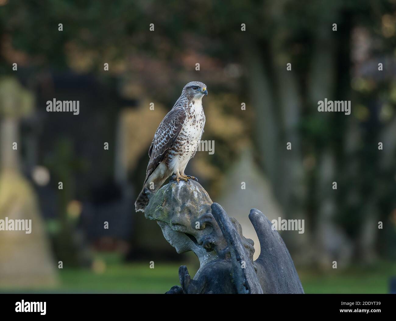 Buzzard perched on angel on a grave stone in a hi-res stock photography ...