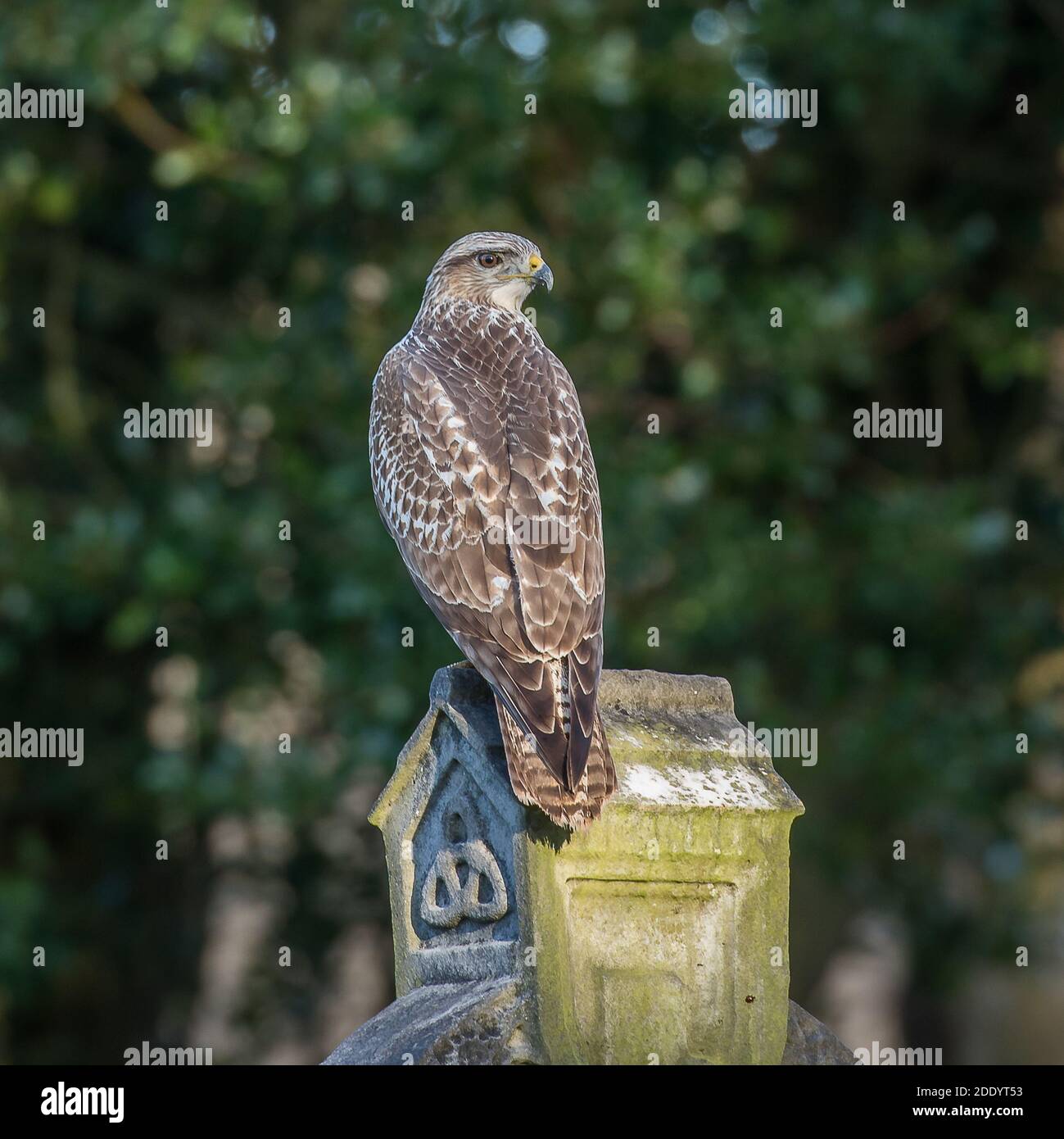 Buzzard perched on a cross hi-res stock photography and images - Alamy