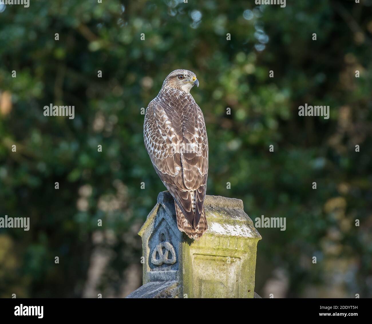 Buzzard perched on angel on a grave stone in a hi-res stock photography ...