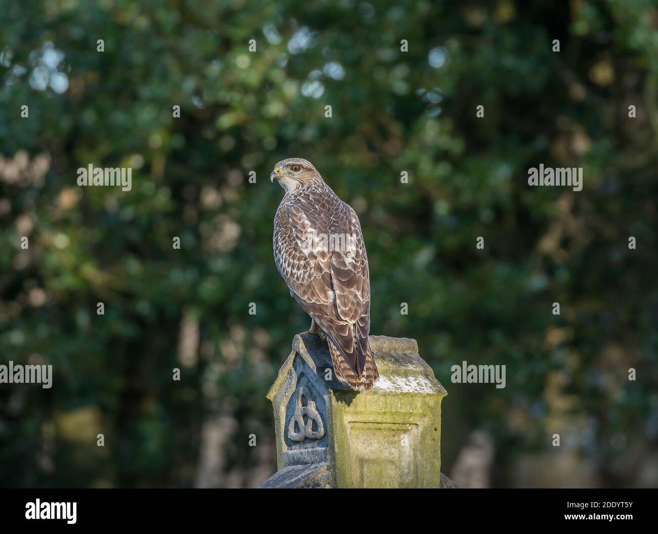 Buzzard perched on a cross hi-res stock photography and images - Alamy