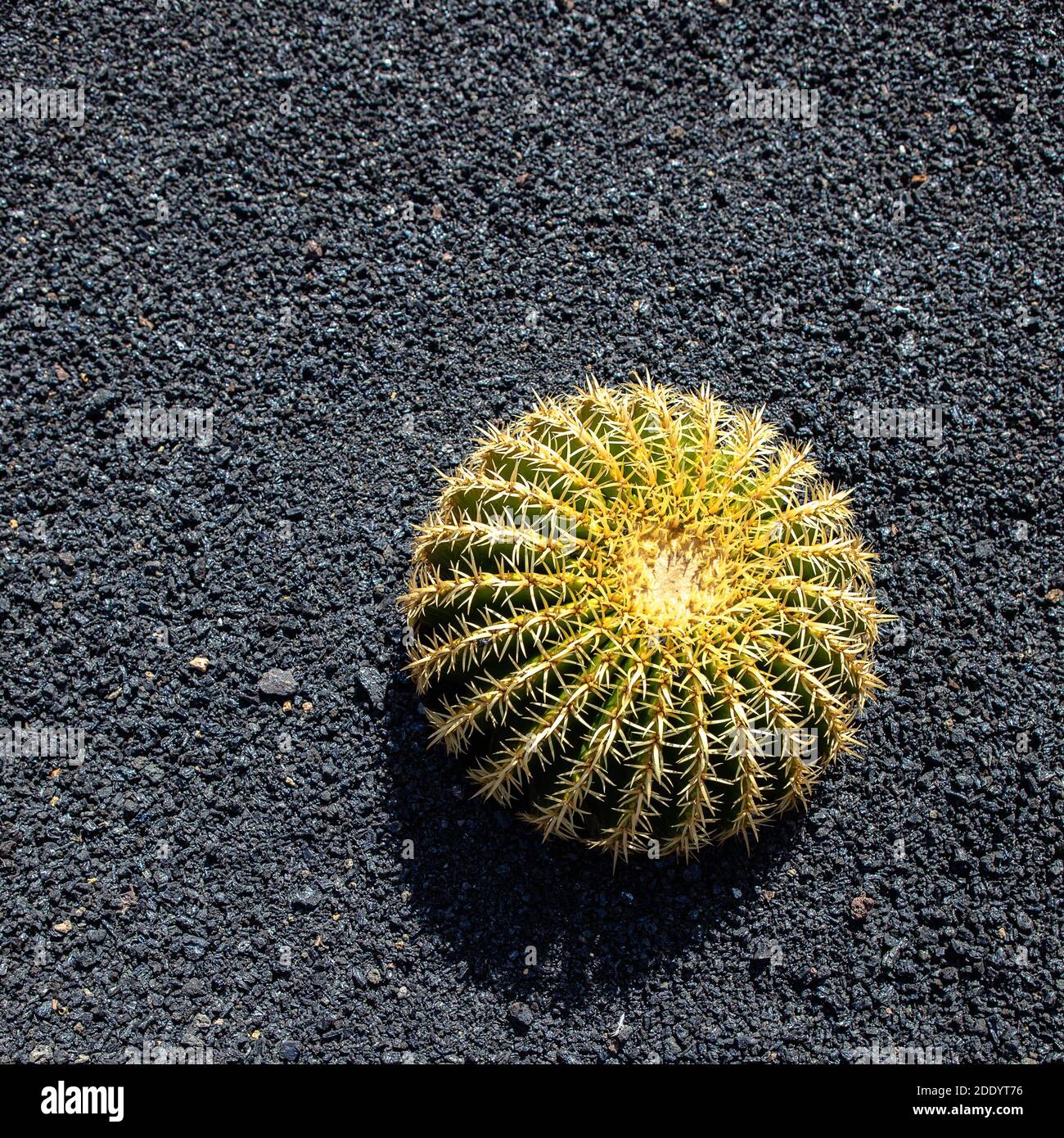 cactus on magnification for background on your inscription Stock Photo ...