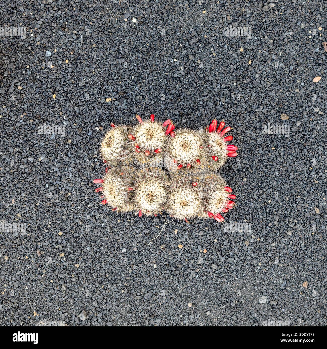cactus on magnification for background on your inscription Stock Photo ...