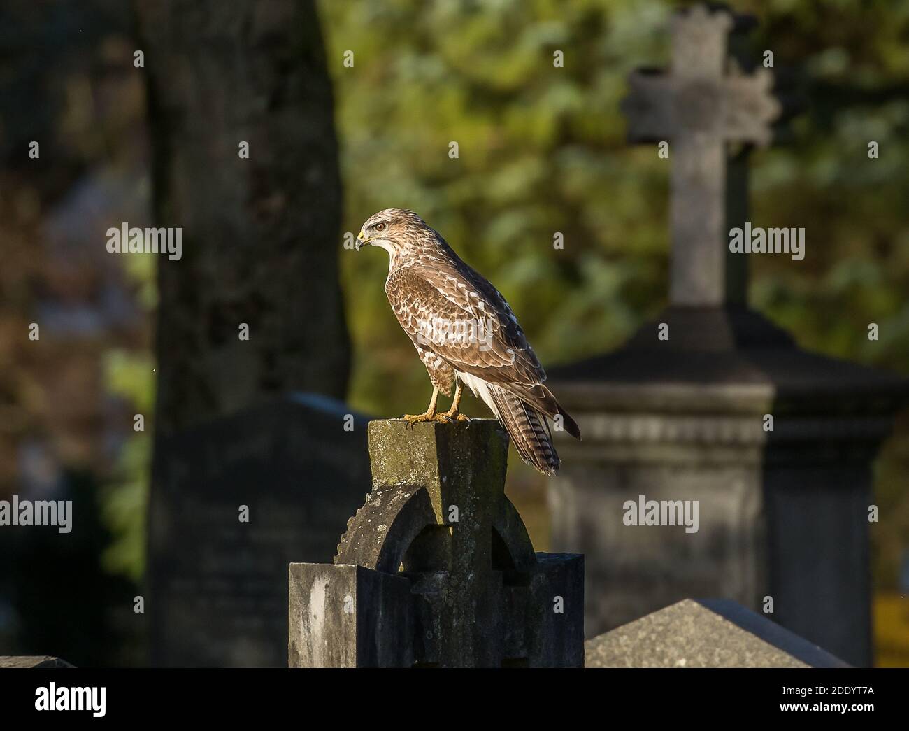 Buzzard perched on angel on a grave stone in a hi-res stock photography ...
