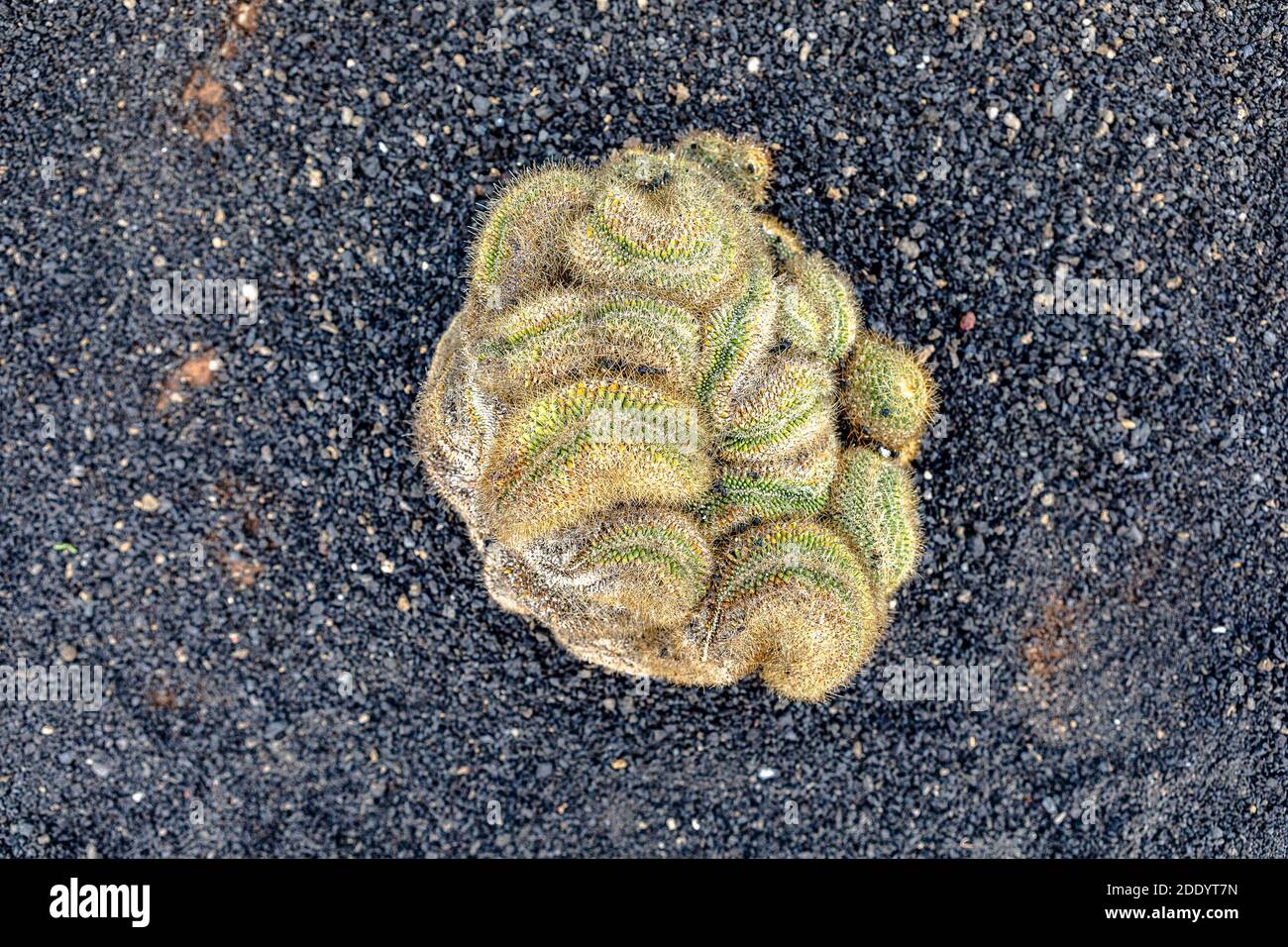 cactus on magnification for background on your inscription Stock Photo ...