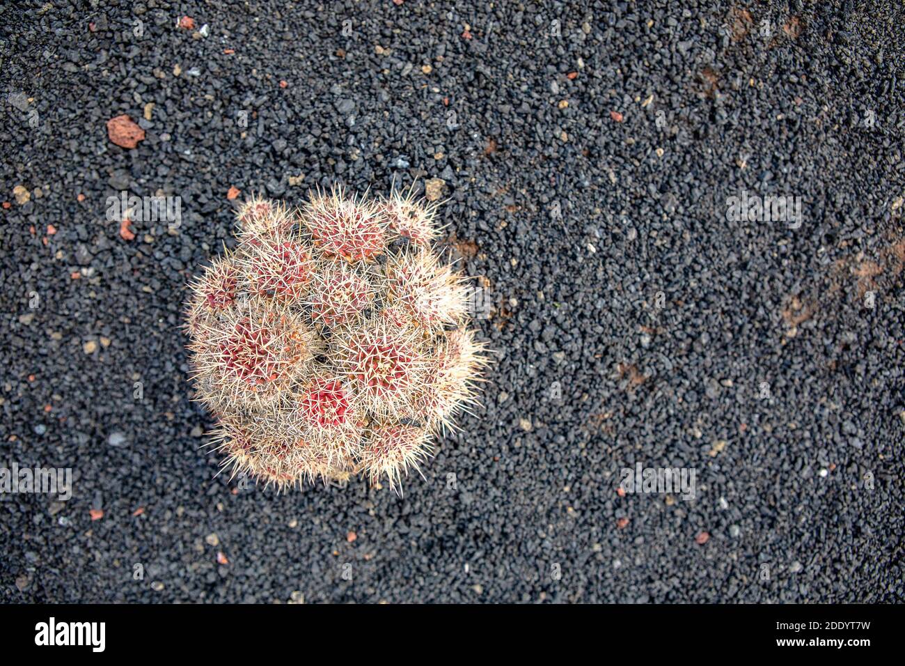 Cactus landscape design hi-res stock photography and images - Alamy
