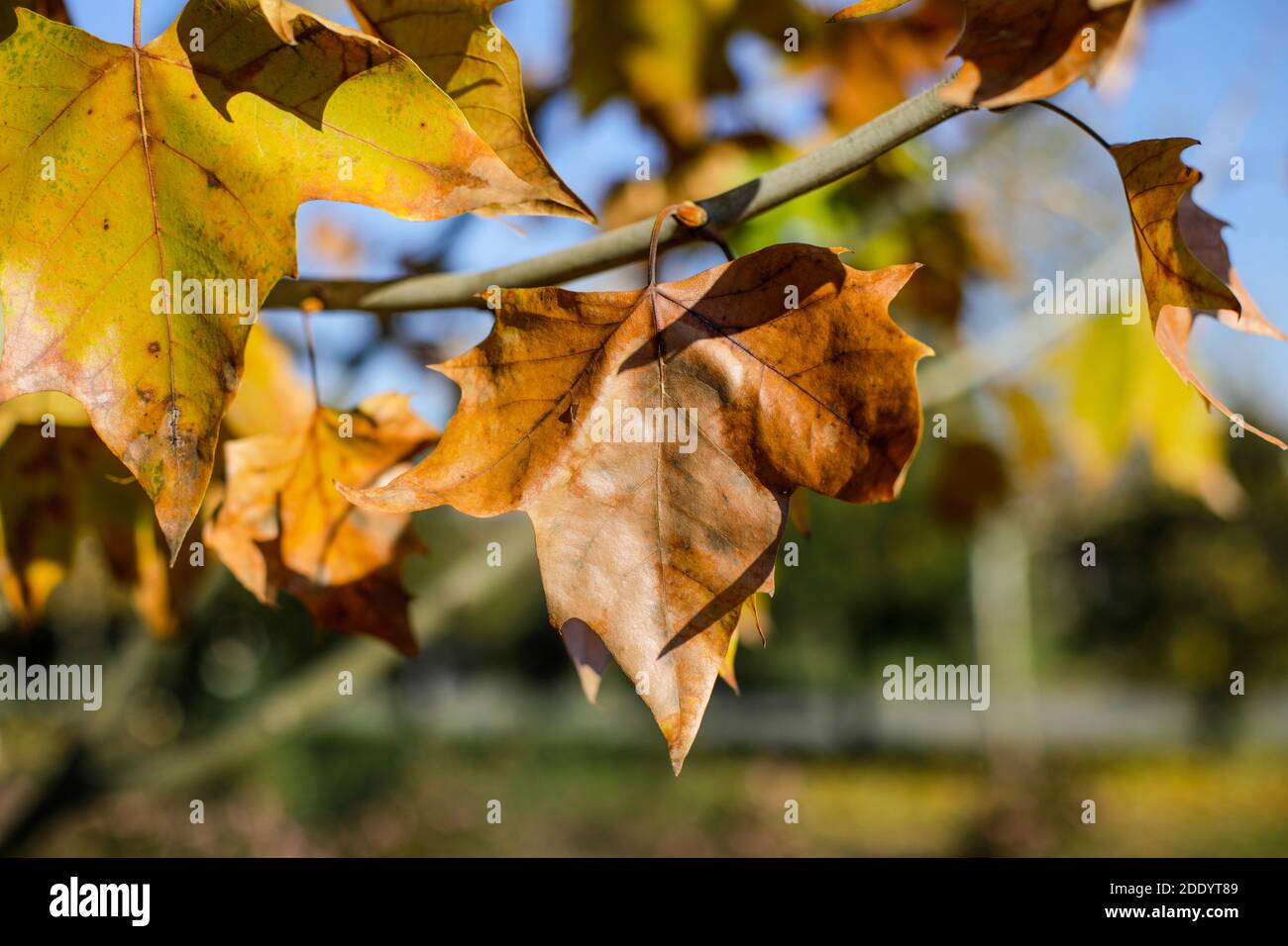 Details with autumn maple leaves and fruits under the light of a ...