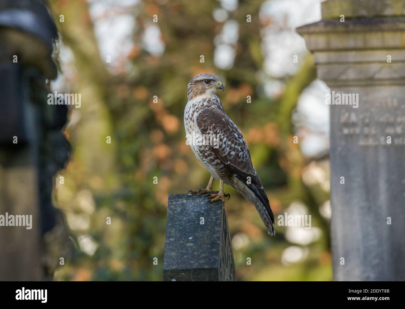 Buzzard in a cemetery hi-res stock photography and images - Alamy
