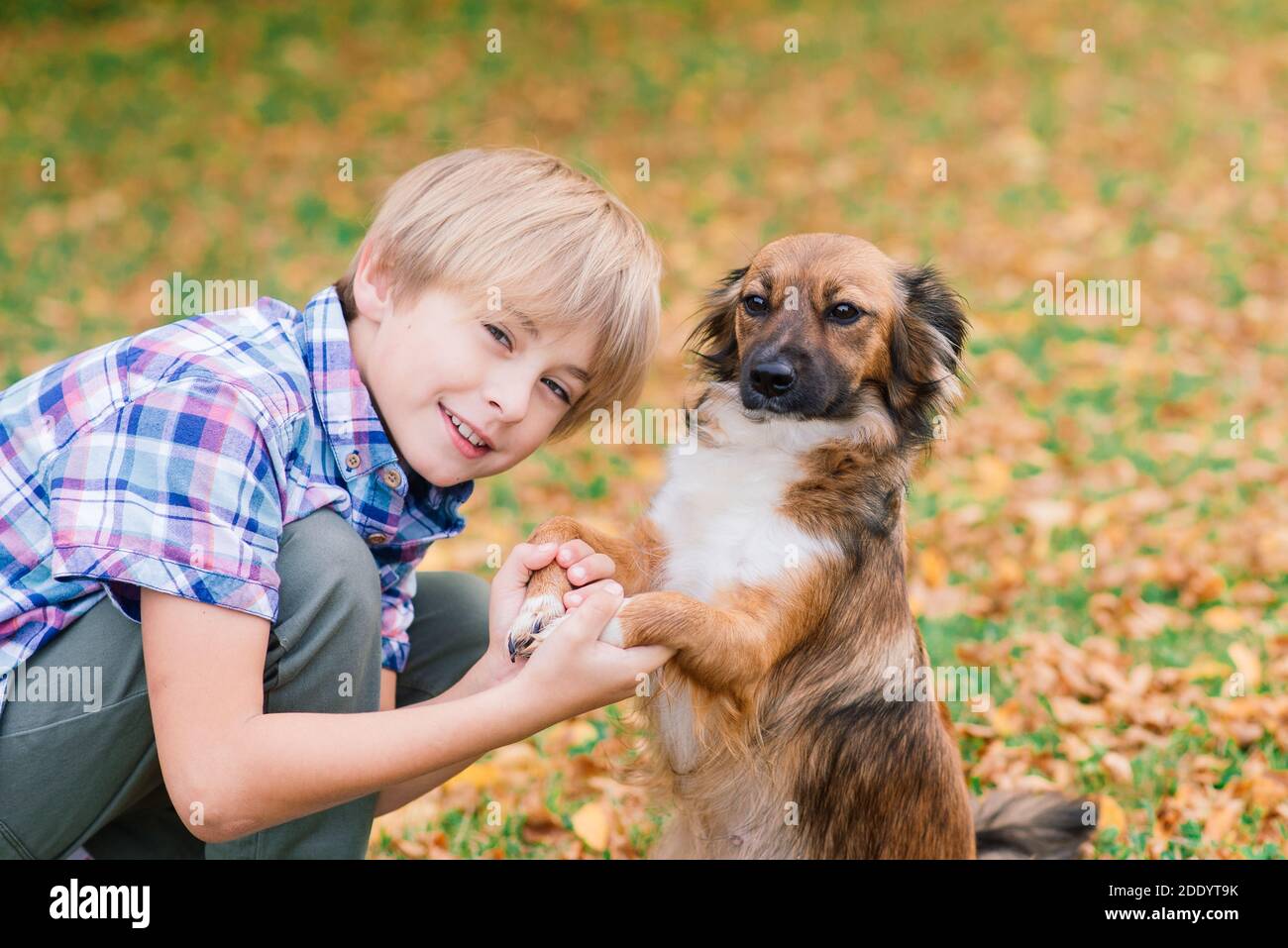 Cute boy playing and walking with his dog in the meadow Stock Photo - Alamy