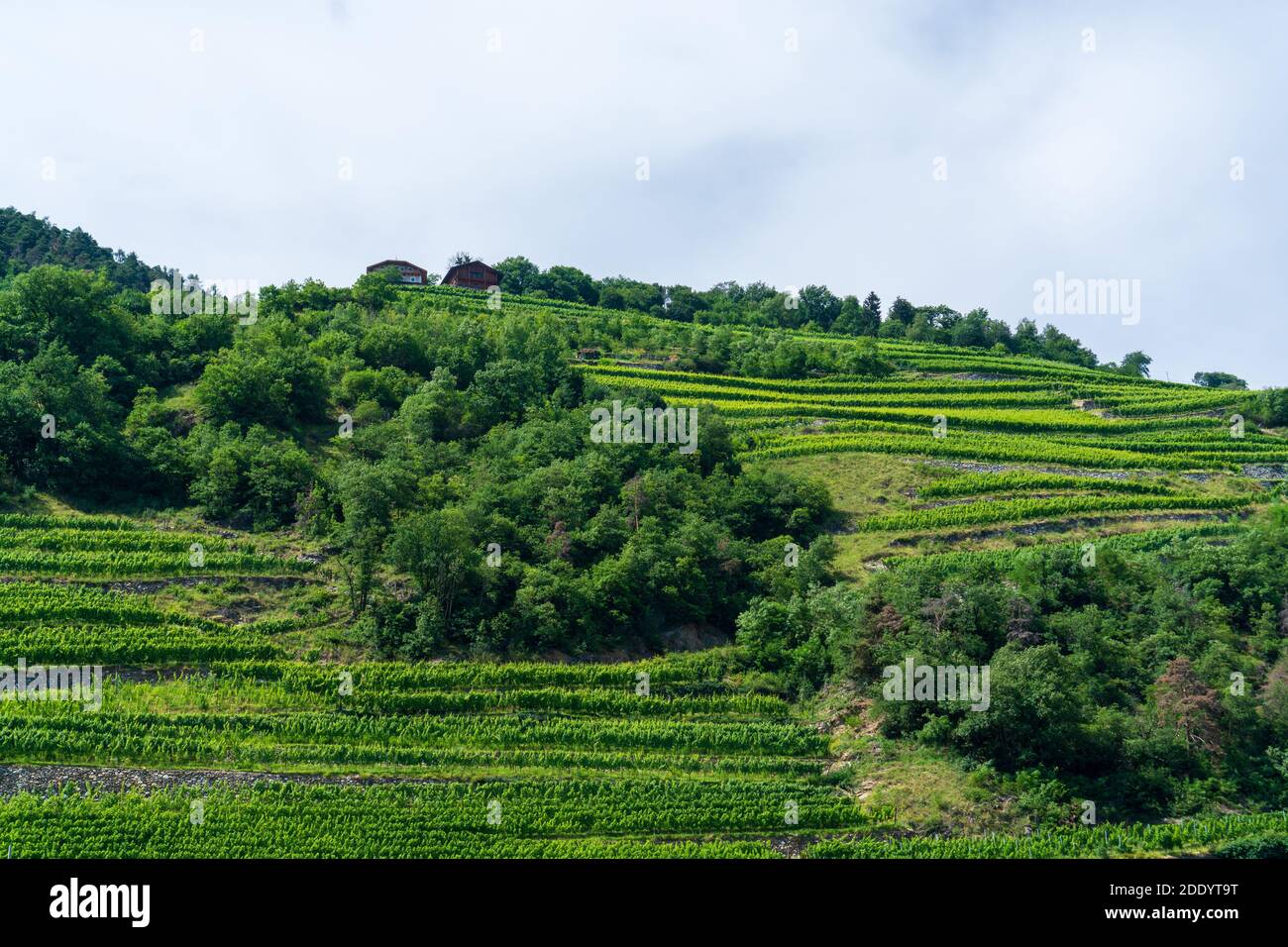 Green countryside with vineyards and trees in Bolzamo, Italy Stock ...