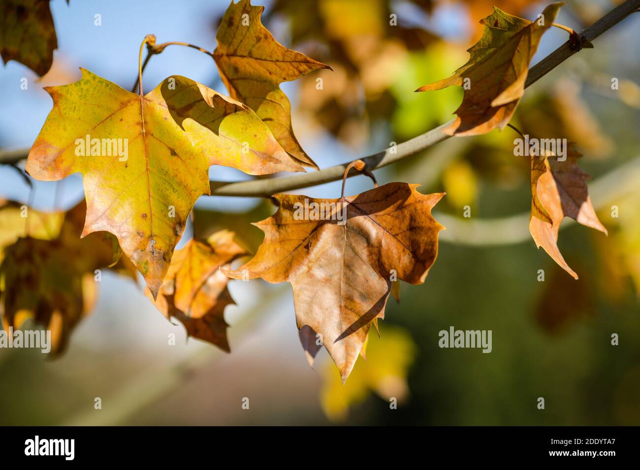 Details with autumn maple leaves and fruits under the light of a ...
