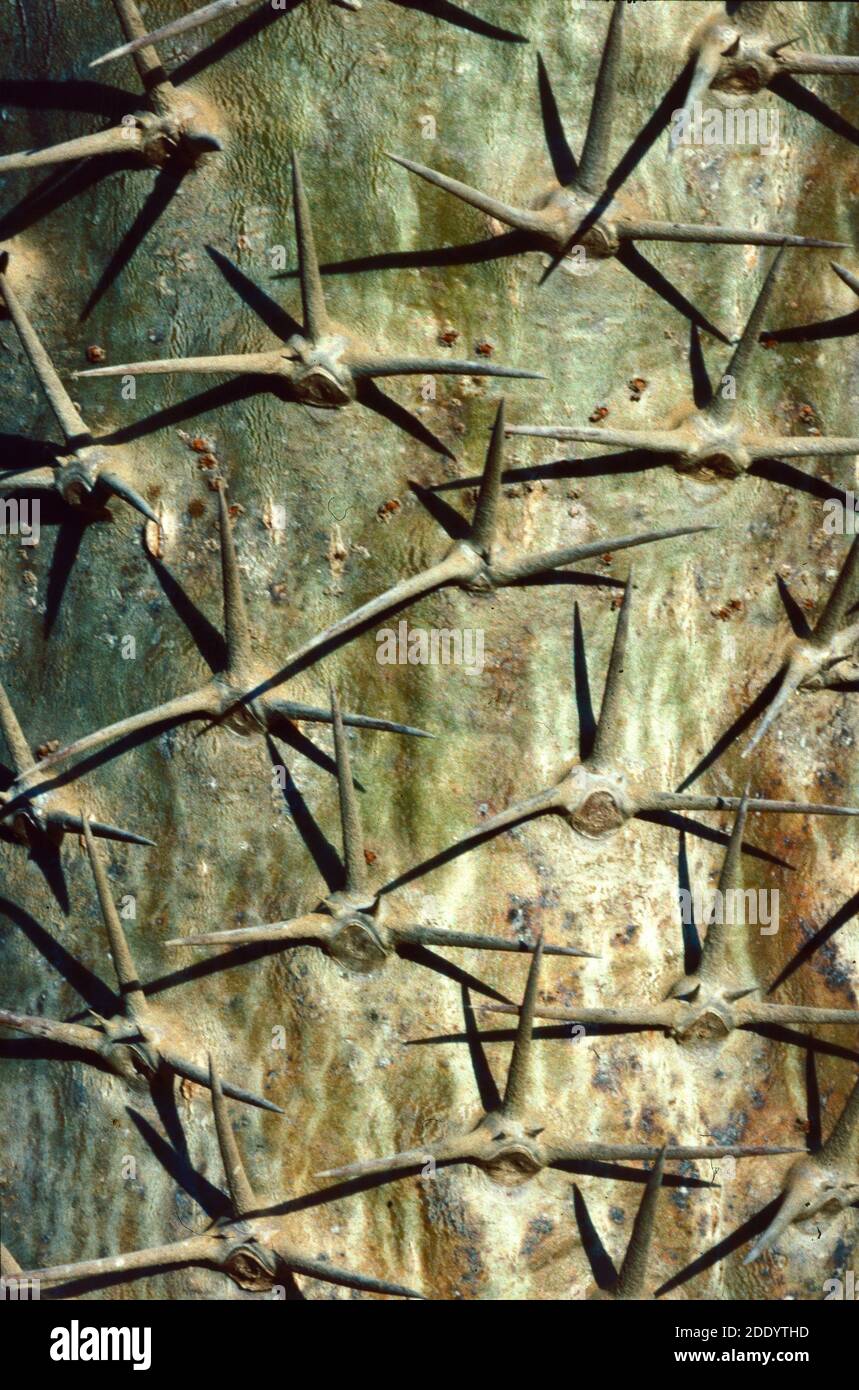 Madagascar thorn forest hi-res stock photography and images - Alamy