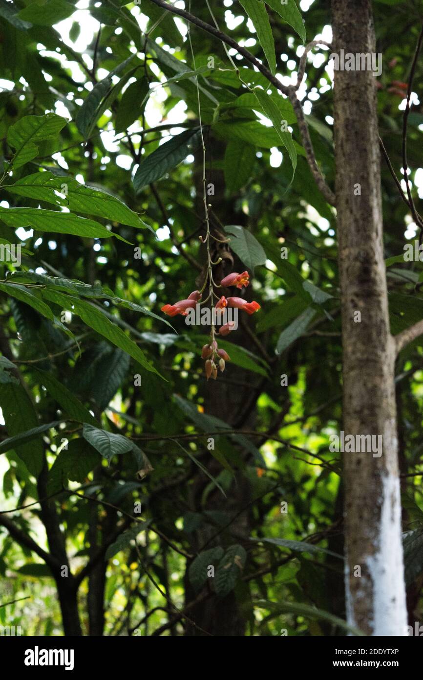 Red peacock flower or Caesalpinia pulcherrima flower blooming isolated ...