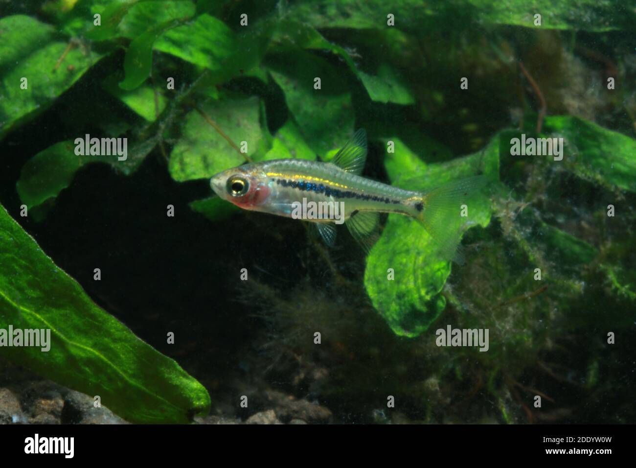 Least Rasbora, Rasbora urophthalmoides is a small fish Stock Photo - Alamy