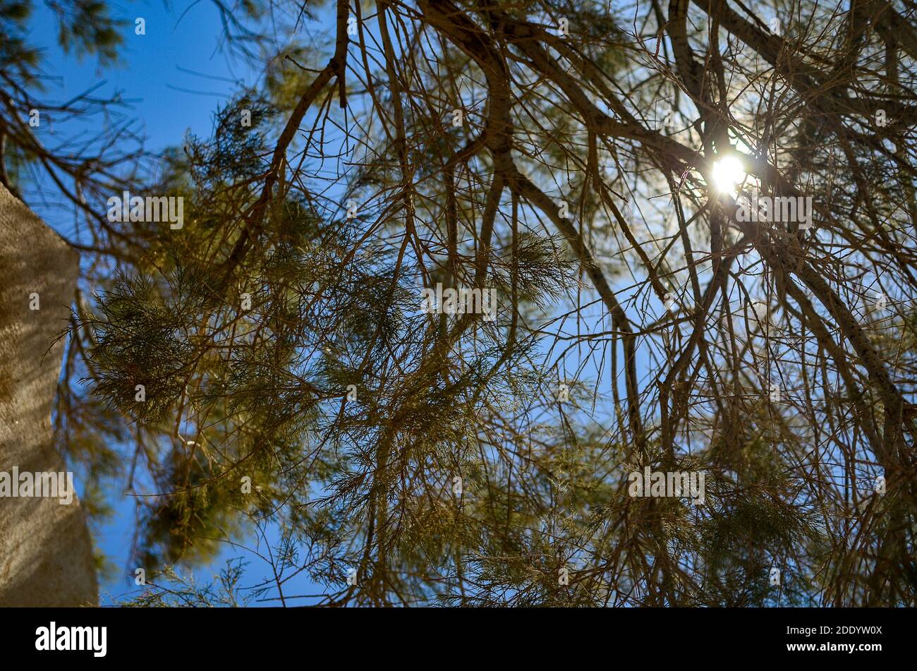 Under the shadow of a tree on the Katsouni beach Stock Photo - Alamy