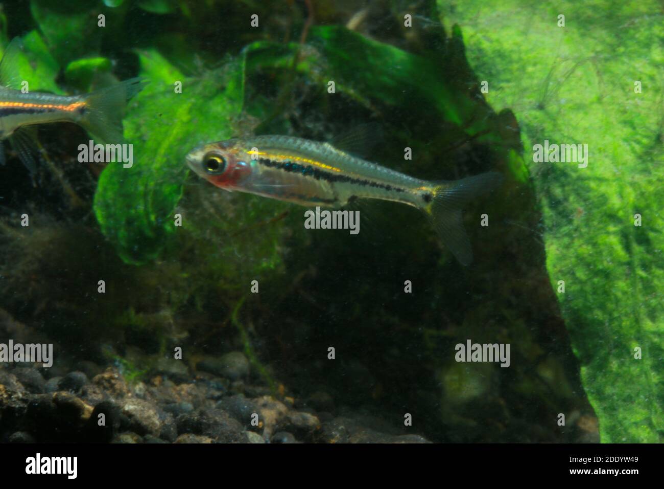 Least Rasbora, Rasbora urophthalmoides is a small fish Stock Photo - Alamy