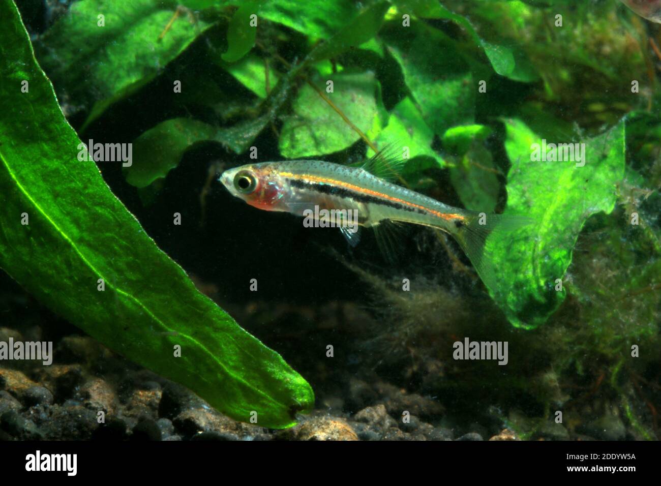 Least Rasbora, Rasbora urophthalmoides is a small fish Stock Photo - Alamy