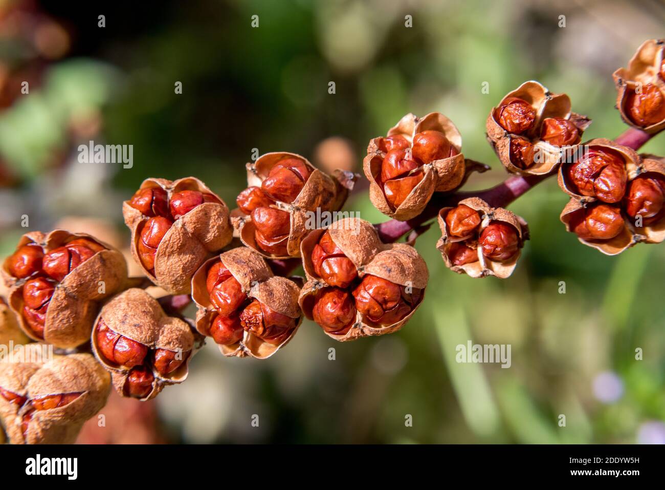 Crocosmia seed pods Stock Photo - Alamy