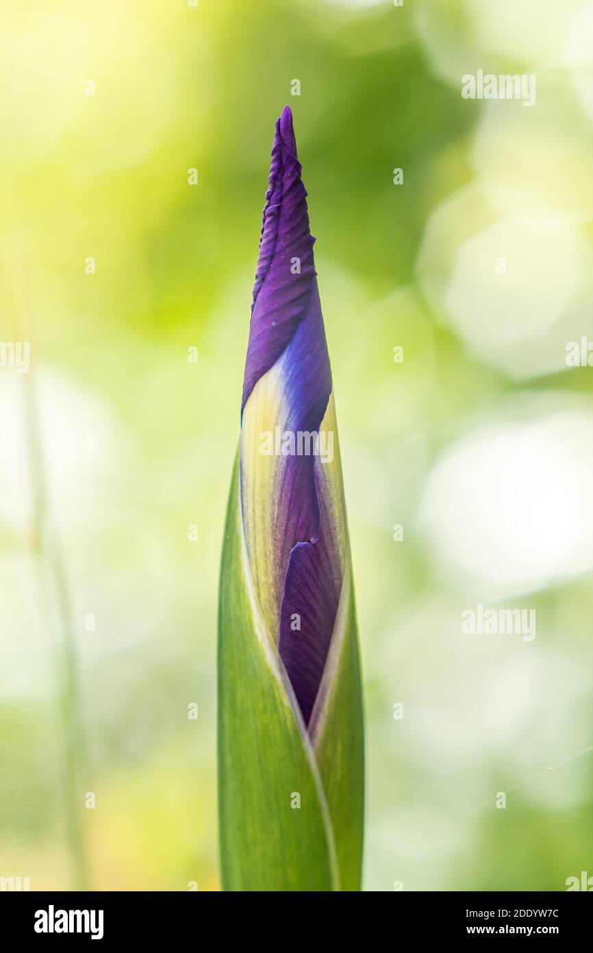 Purple bud colour hi-res stock photography and images - Alamy