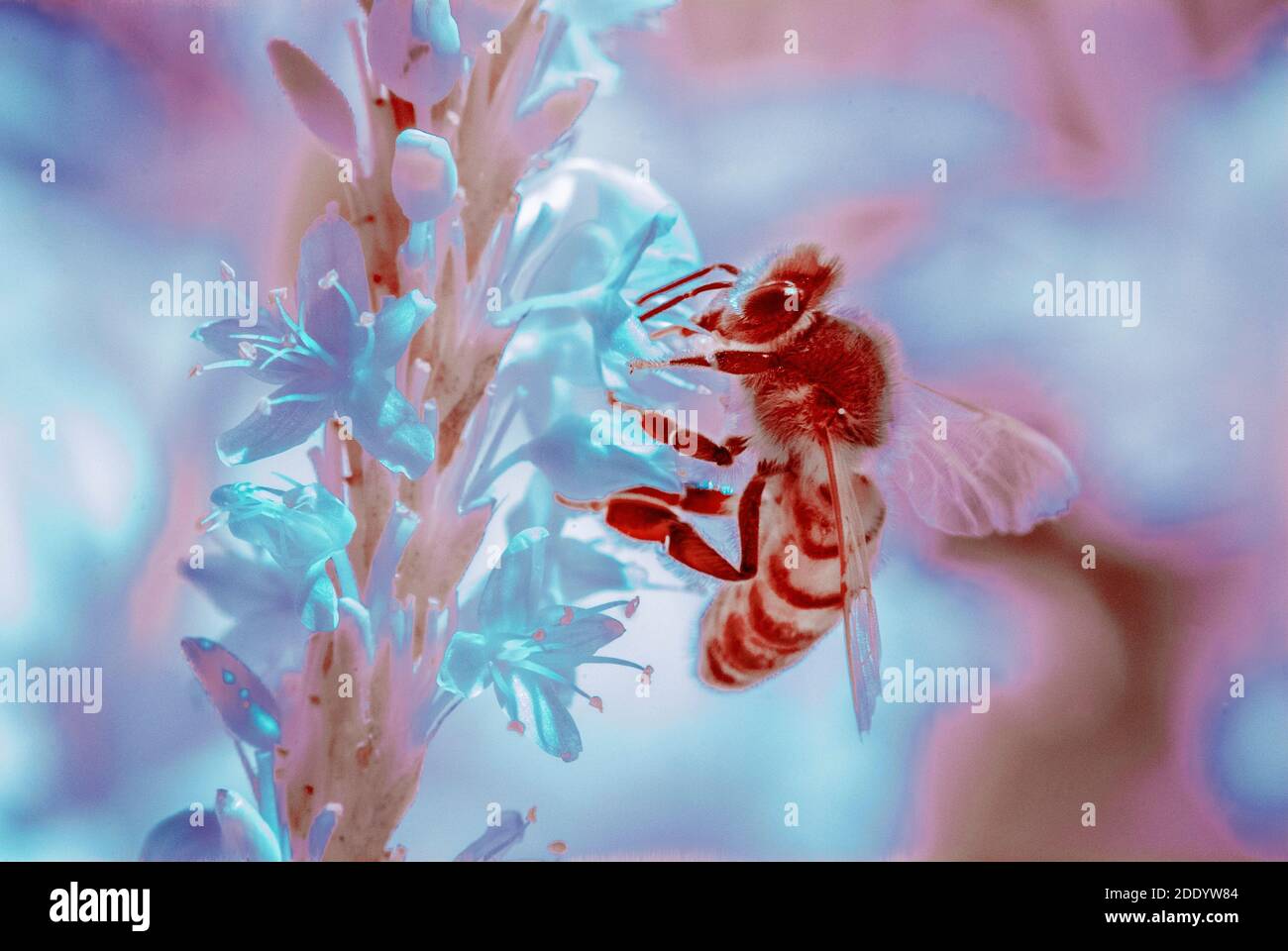Striped Wasp - Flying Insect Feeding on Flower Pollen / Nectar ...