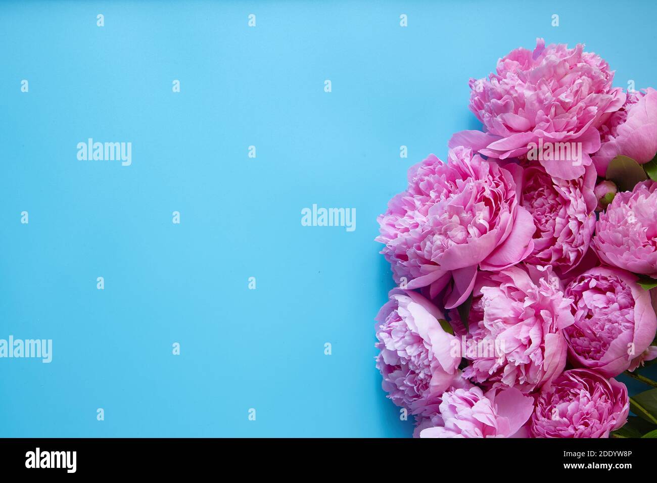 Blue background with flowers and place for text. Pink peonies as ...