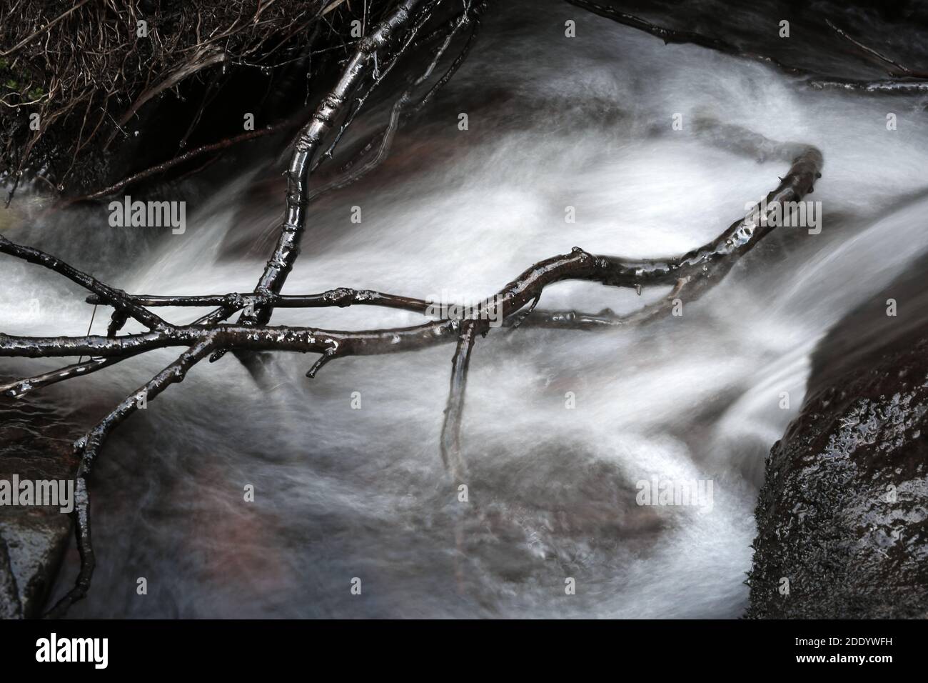 Gnag fallen into the stream in the mountains, black and white image ...