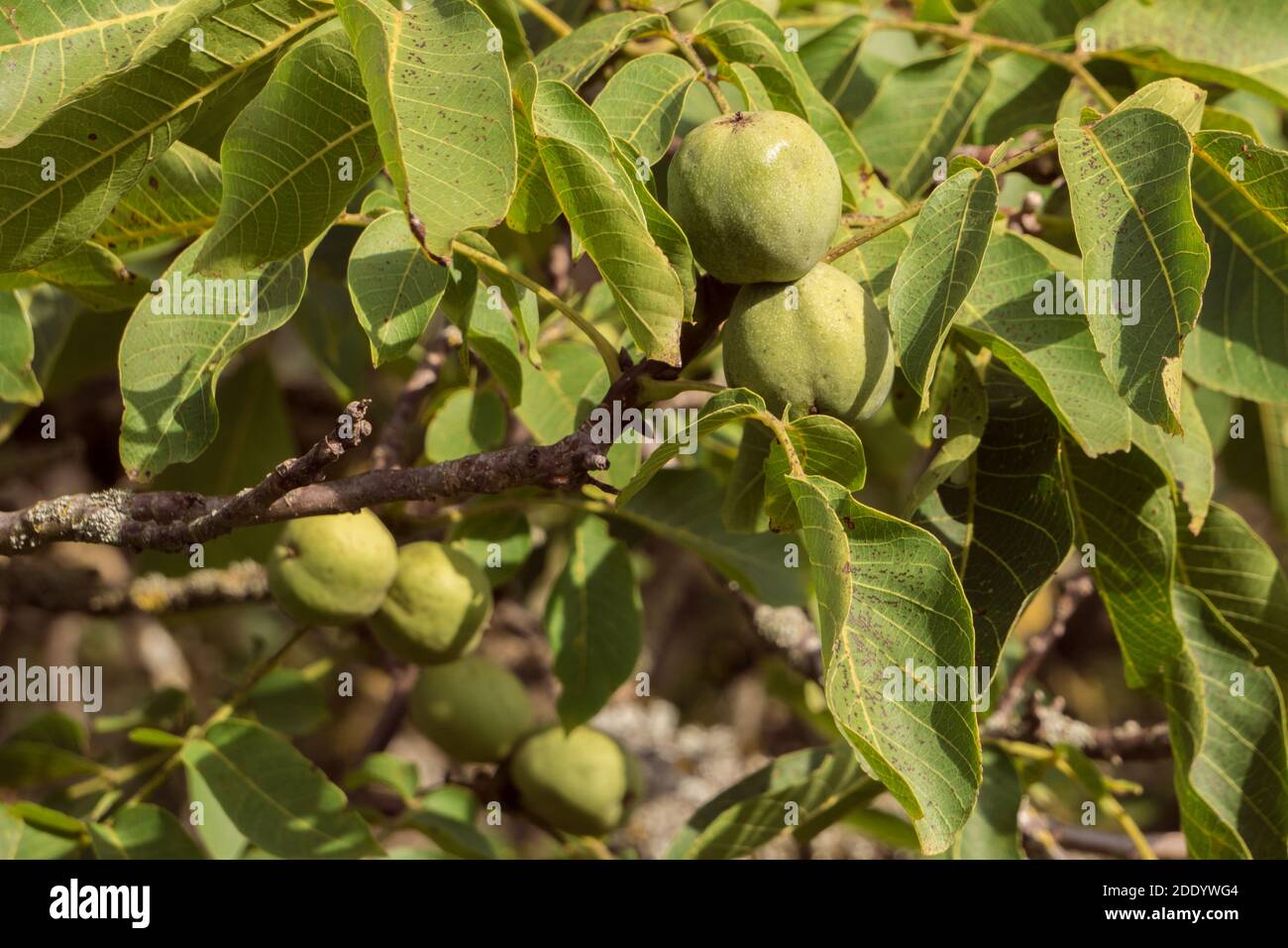 Greek walnuts hang and ripen on branches of the tree. Fresh, ripe and ...
