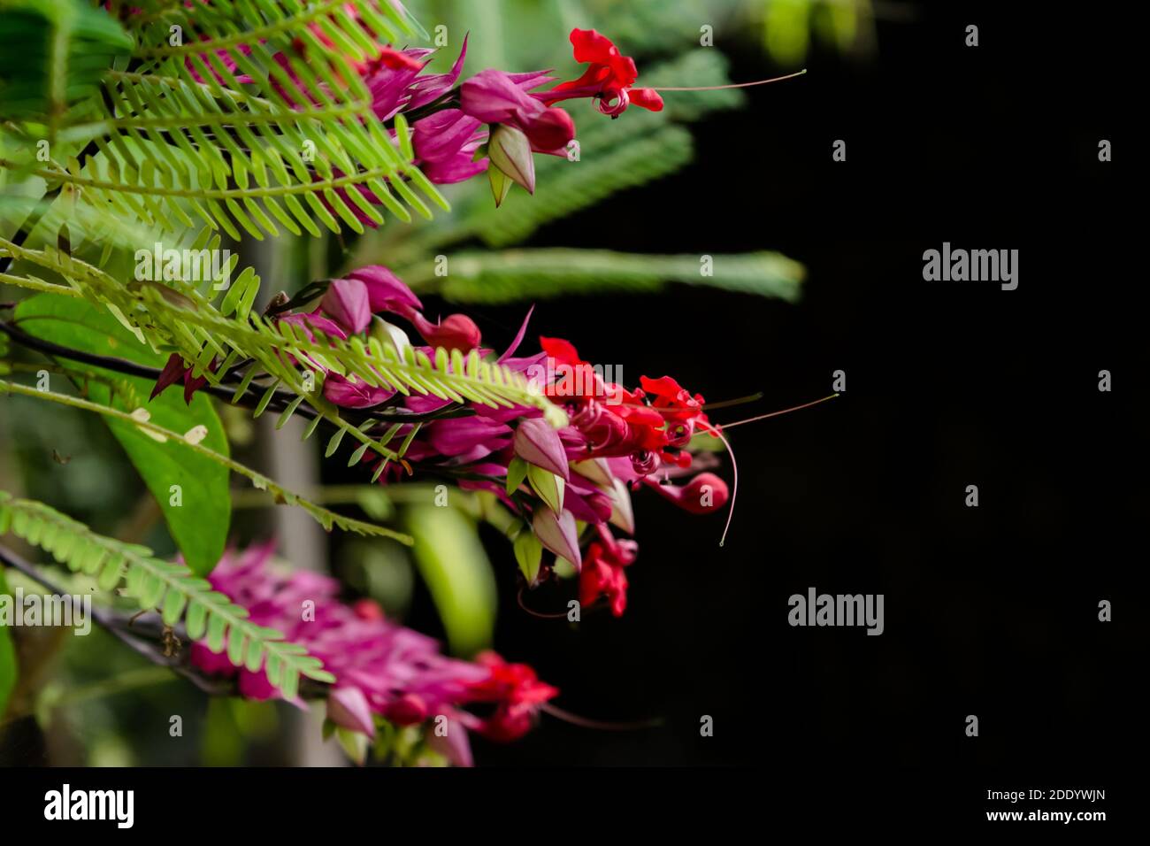 Red peacock flower or Caesalpinia pulcherrima flower blooming isolated ...