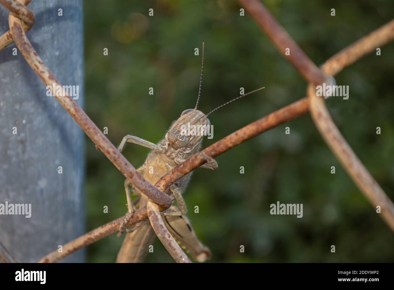 A greenish grey Egyptian locust Anacridium aegyptium clinging to an old ...