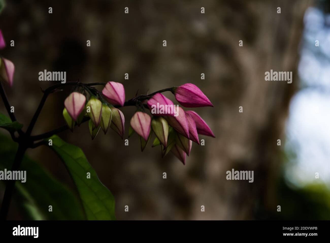 Red peacock flower or Caesalpinia pulcherrima flower blooming isolated ...