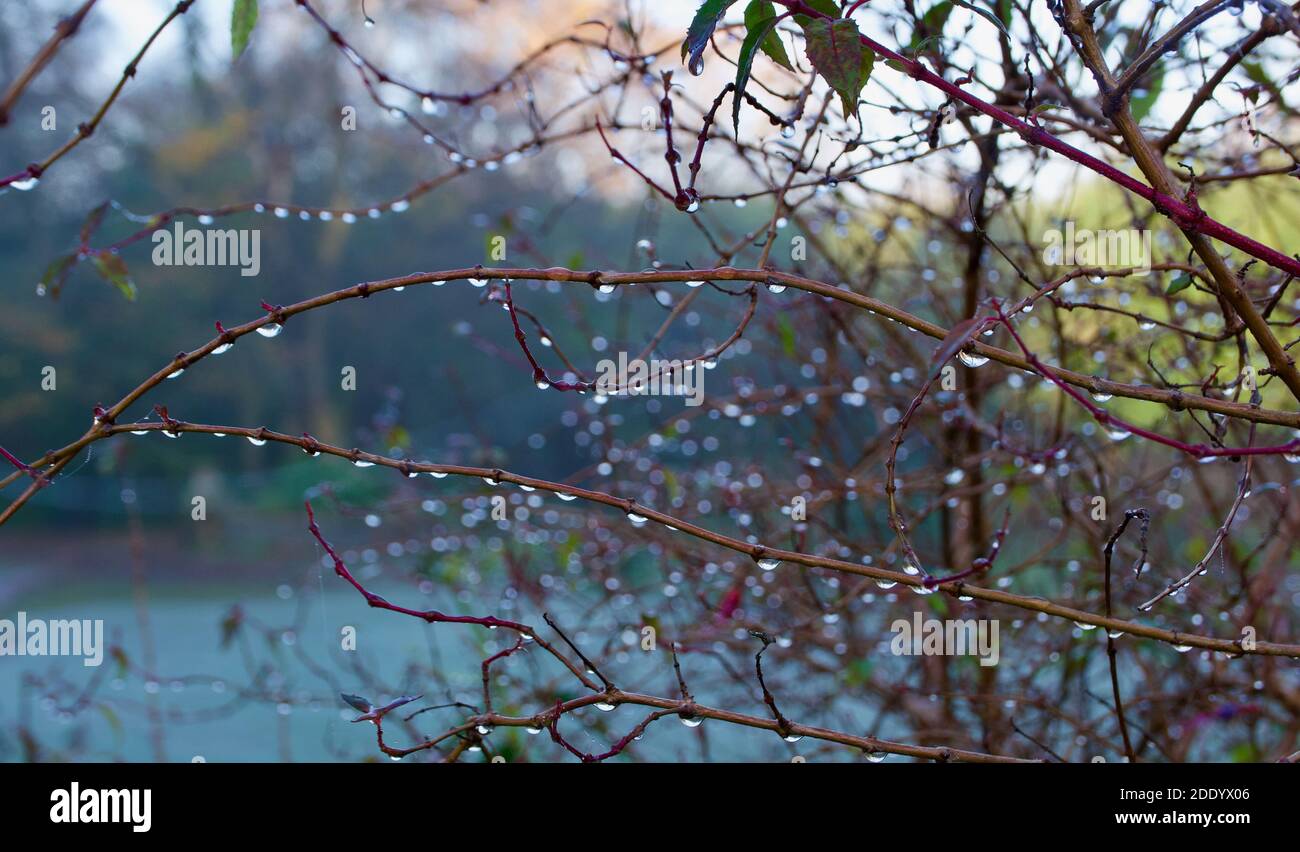 After the frost dew drops hanging from bush in winter garden Stock ...