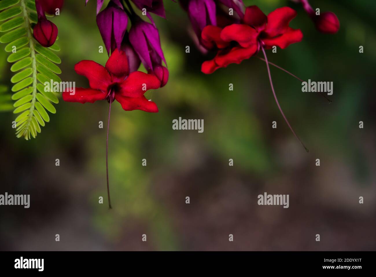 Peacock flower tree hi-res stock photography and images - Alamy